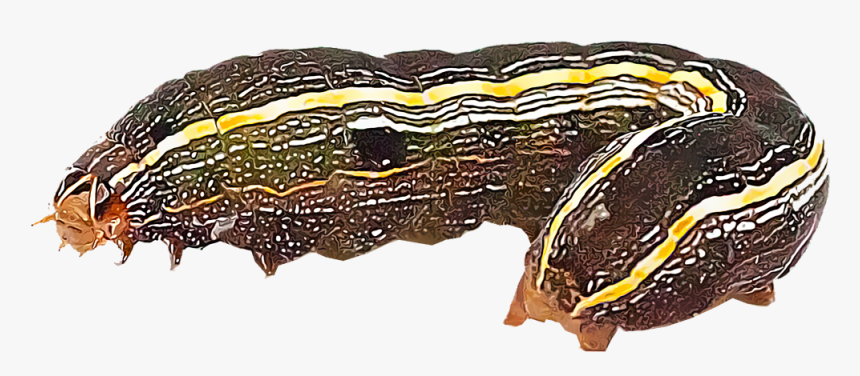 Illustration Of An Army Worm - Army Worm Png, Transparent Png ...
