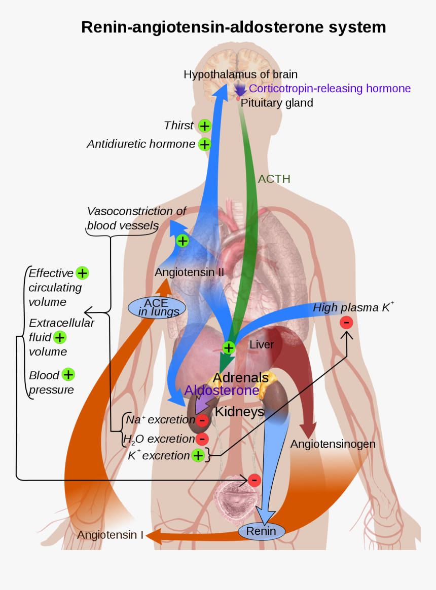Renin Angiotensin Aldosterone System Diagram, HD Png Download , Transparent Png Image - PNGitem