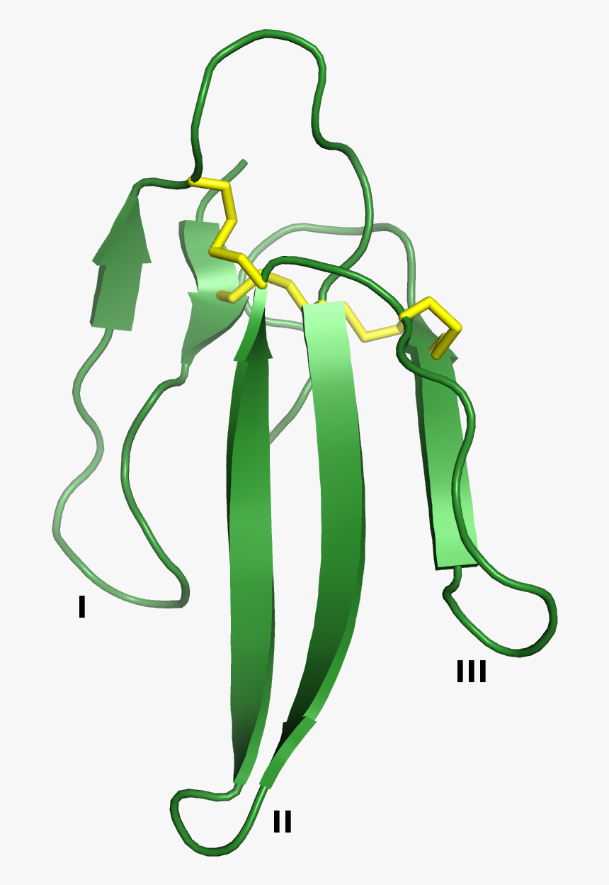 1qkd 3ftx - Three Finger Toxin Structure, HD Png Download , Transparent ...