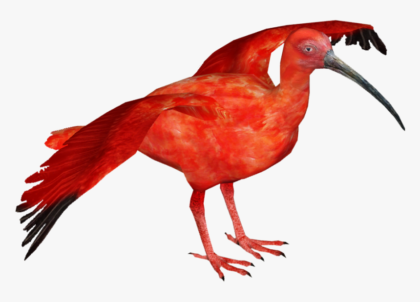 Thumb Image - Scarlet Ibis Bird Png, Transparent Png , Transparent Png ...