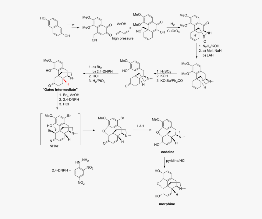 Gates Synthesis - Morphine Synthesis, HD Png Download , Transparent Png ...