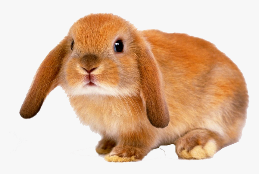 Rabbit Png Images - Brown Bunny Floppy Ears, Transparent Png ...