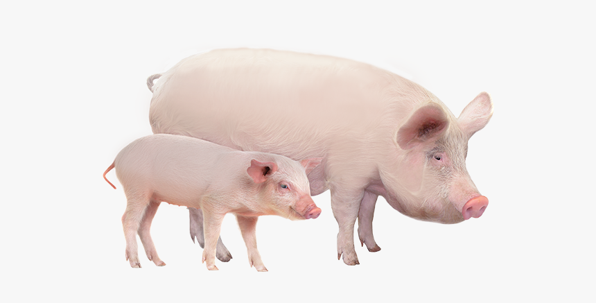 Productanimals Layout Swine - Pig And Piglet White Background, HD Png ...