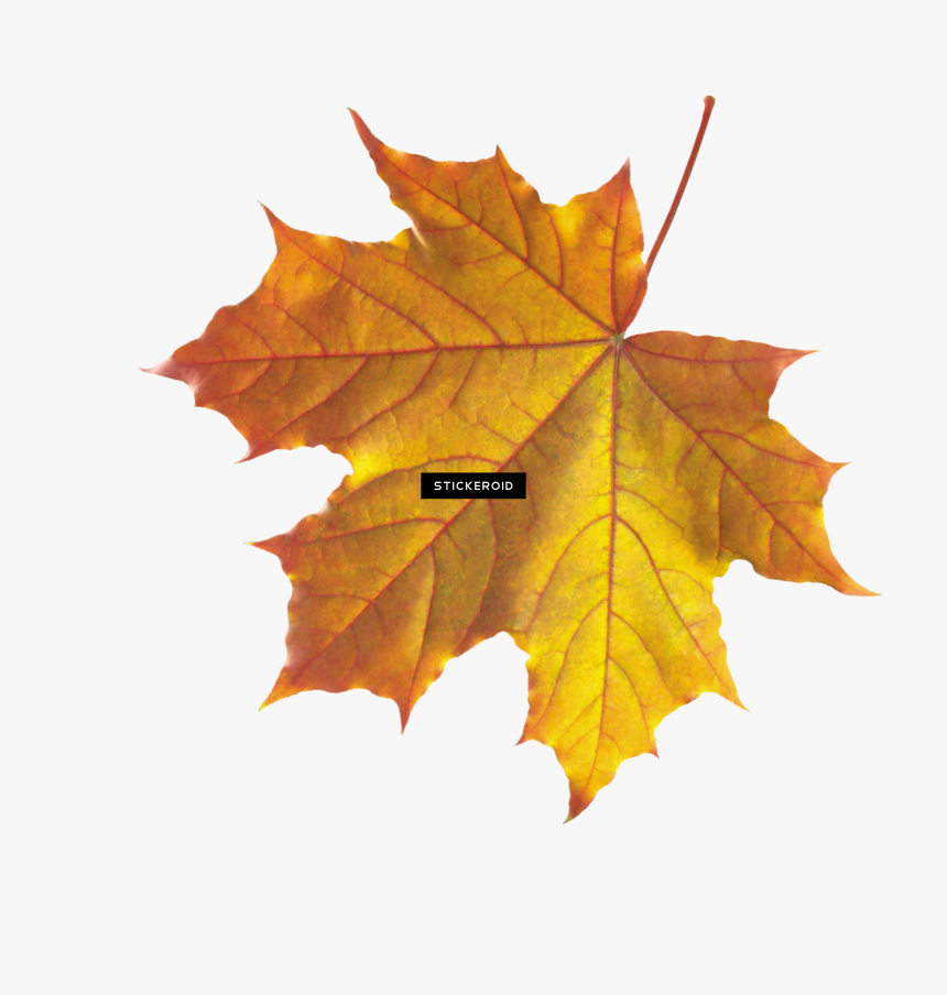 Maple Leaf Autumn Leaves Septmber September - Real Fall Leaves, HD Png ...
