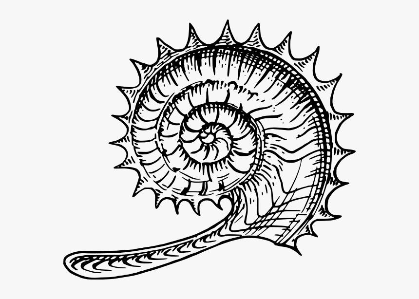 Ammonite Png Clip Arts - Line Drawings Ammonite, Transparent Png ...