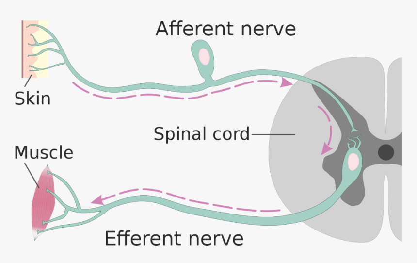 Reflexes - Cutaneous Reflex, HD Png Download , Transparent Png Image ...
