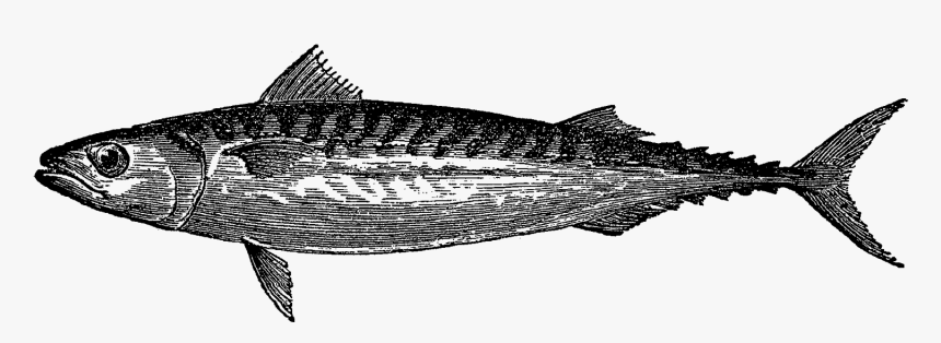 Atlantic Mackerel, HD Png Download , Transparent Png Image - PNGitem