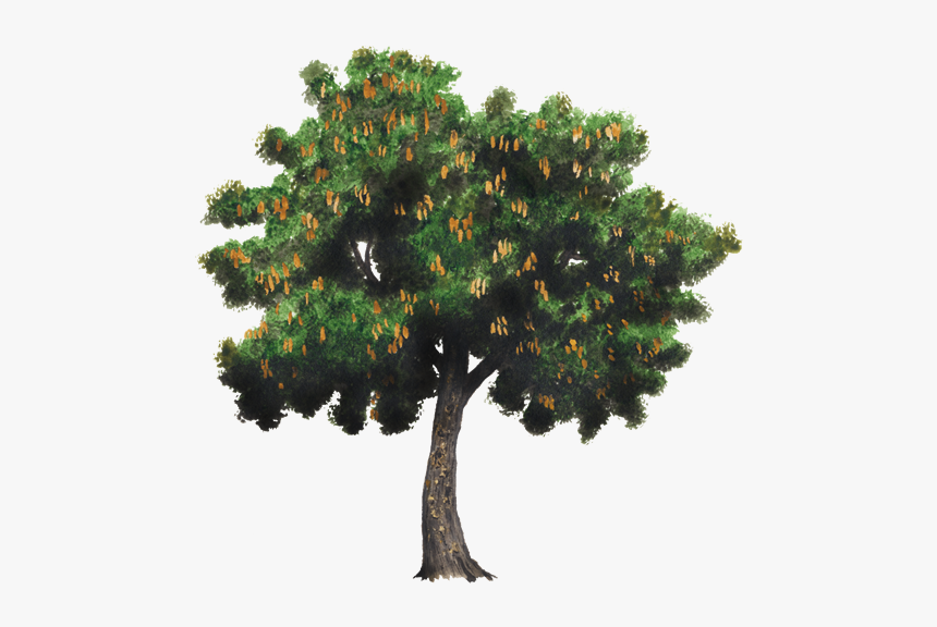 Thumb Image - Tamarind Tree Png, Transparent Png , Transparent Png ...
