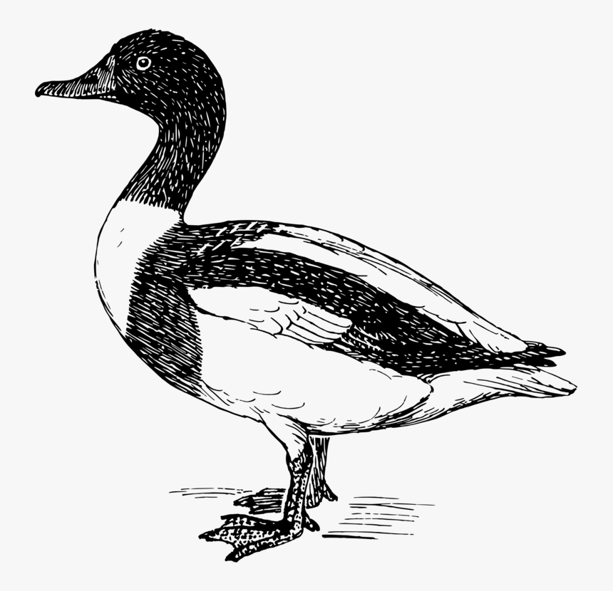 Livestock,fowl,goose - Duck, HD Png Download , Transparent Png Image ...