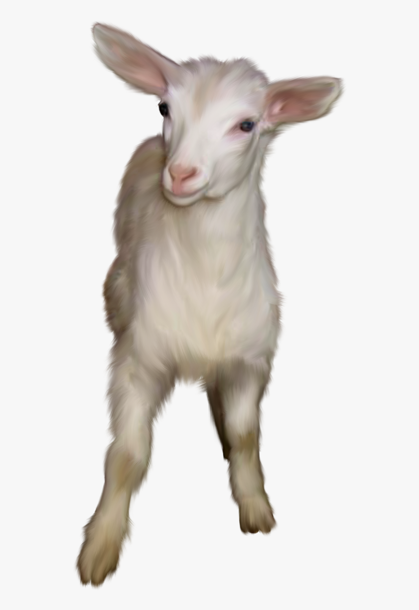 Feral Goat Snout - Chivas Animal Png, Transparent Png , Transparent Png ...