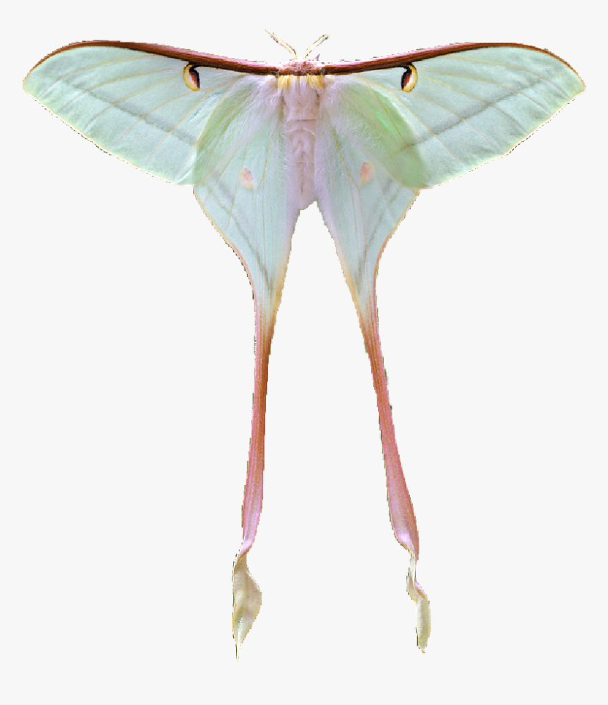 Image - Luna Moth Transparent Background, HD Png Download , Transparent ...