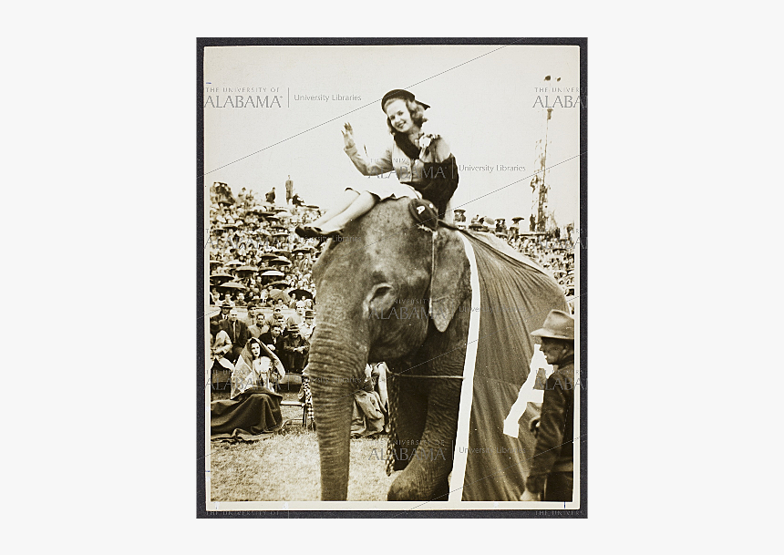 Did Alabama Ever Have A Real Elephant, HD Png Download , Transparent ...