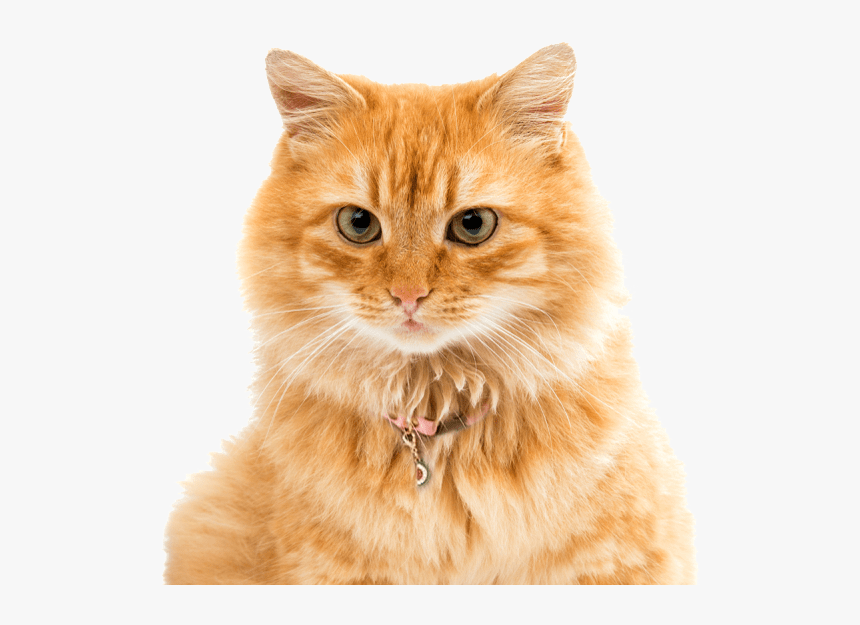 Ginger Manx Cat Long Haied, HD Png Download , Transparent Png Image ...