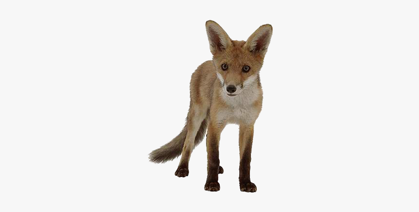 Fox Graphics, HD Png Download , Transparent Png Image - PNGitem