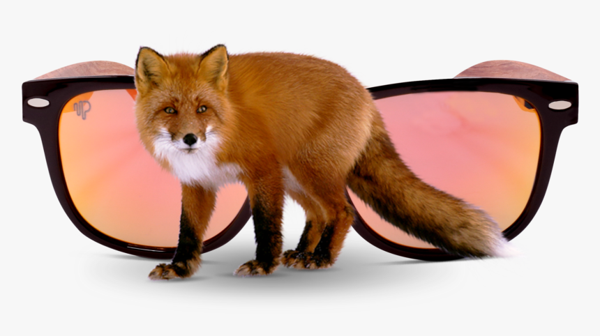 Swift Fox, HD Png Download , Transparent Png Image - PNGitem