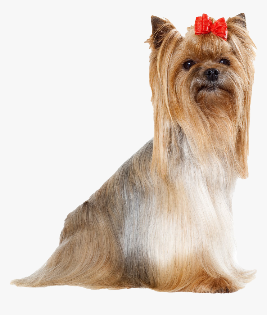 Yorkshire Terrier Png Free Download - Yorkshire Terrier, Transparent ...
