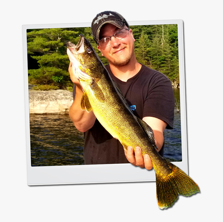 Walleye - Pull Fish Out Of Water, HD Png Download , Transparent Png ...