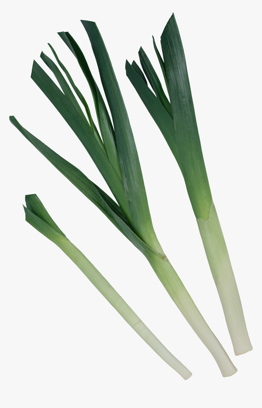 Leek Png - Leek, Transparent Png , Transparent Png Image - PNGitem