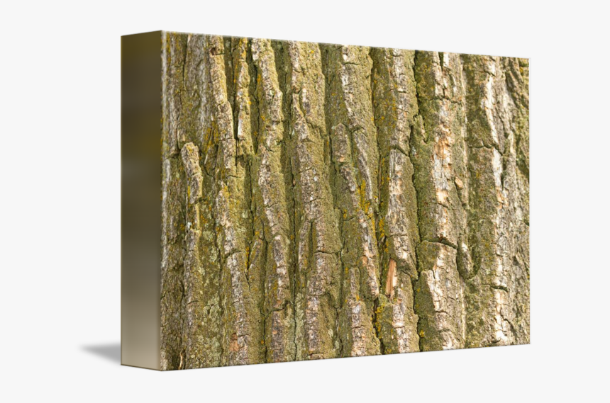 Tree Bark Png - Bark, Transparent Png , Transparent Png Image - PNGitem