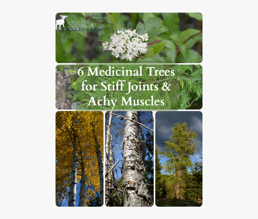 Medicinal Trees, HD Png Download , Transparent Png Image - PNGitem