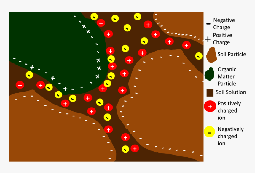 Health And Its Importance - Negatively Charged Soil Particles, HD Png ...