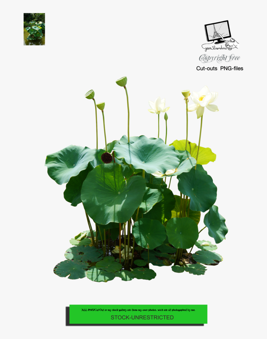 Nymphaea Nelumbo, HD Png Download , Transparent Png Image - PNGitem