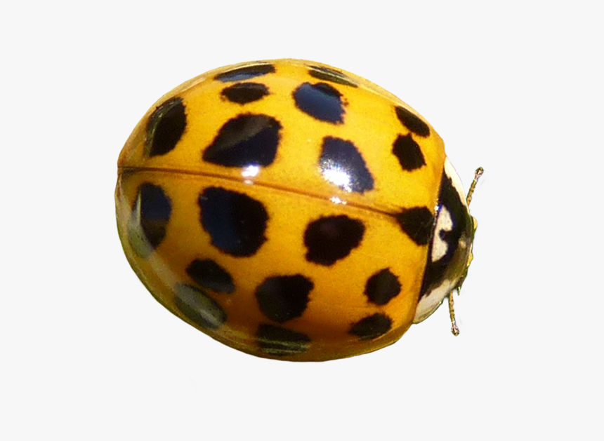Yellow Ladybug Clipart - Ladybug, HD Png Download , Transparent Png ...