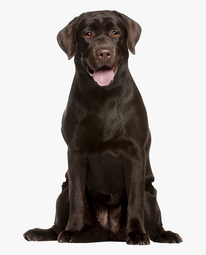 Attentive Chocolate Labrador Retreiver - Labrador Png, Transparent Png ...