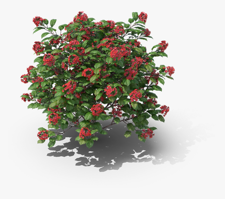 Ornamental Shrub Png, Transparent Png , Transparent Png Image - PNGitem