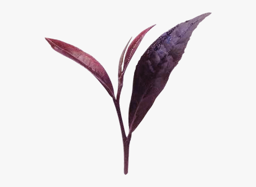 Herb Img - Purple Tea Extract Png, Transparent Png , Transparent Png ...
