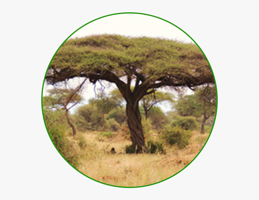 Acacia Wood Bible, HD Png Download , Transparent Png Image - PNGitem