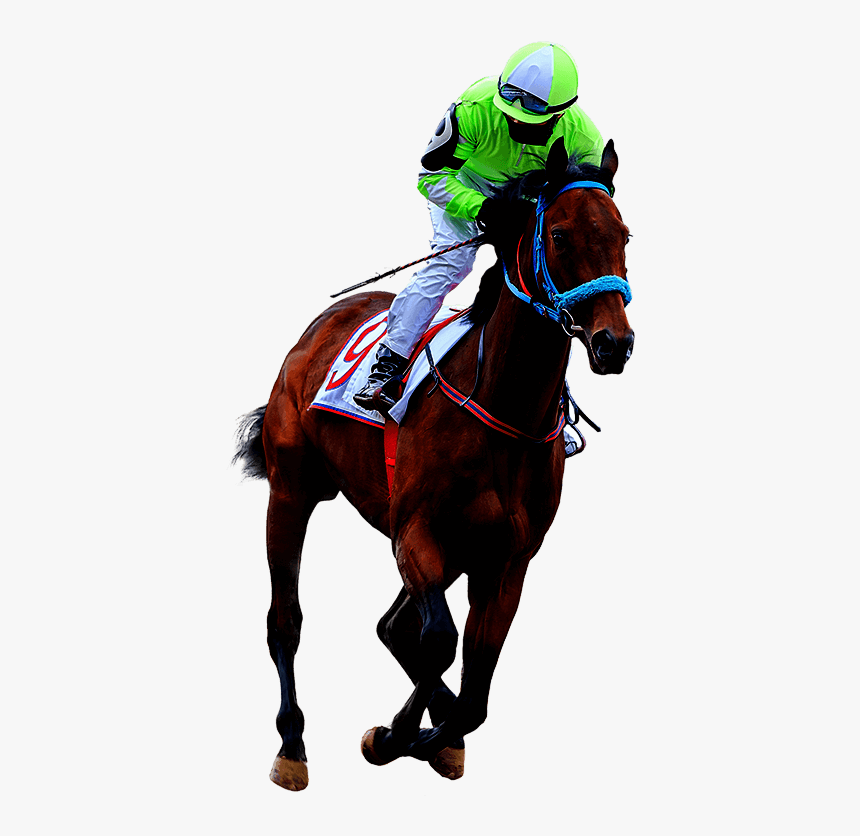 Race Horse White Background, HD Png Download , Transparent Png Image ...