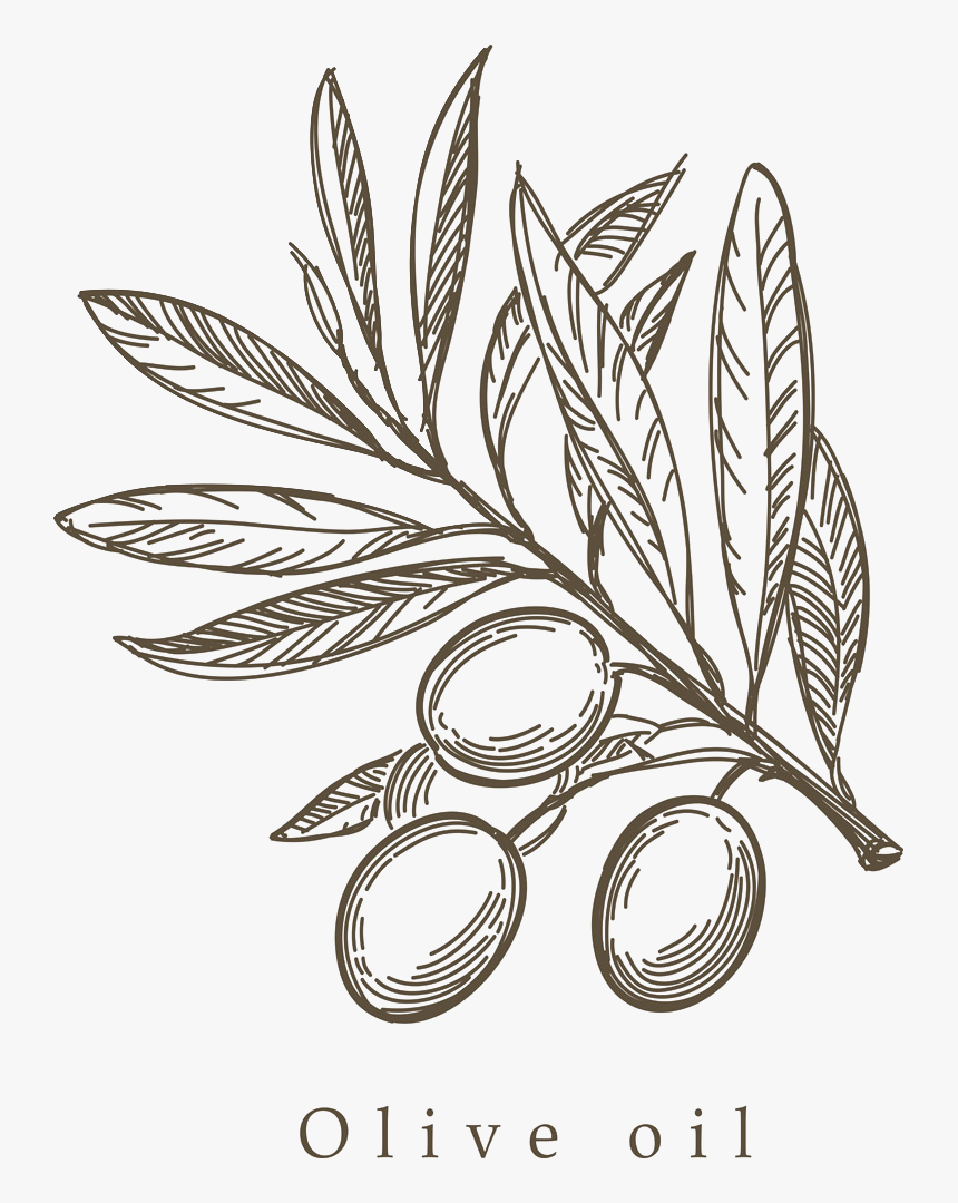 Mediterranean Cuisine Olive Drawing Sketch - Olive Branch Drawing Png ...