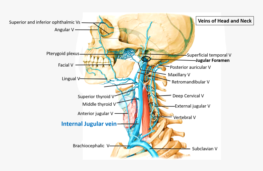 Anatomy Of Internal Jugular Vein Central Venous Catheter Intravascular