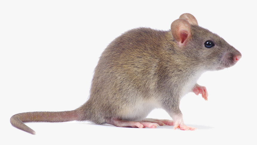 Rodent Control Png, Transparent Png , Transparent Png Image - PNGitem