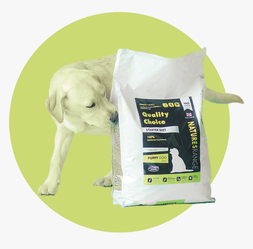 Labrador Retriever , Png Download, Transparent Png , Transparent Png ...