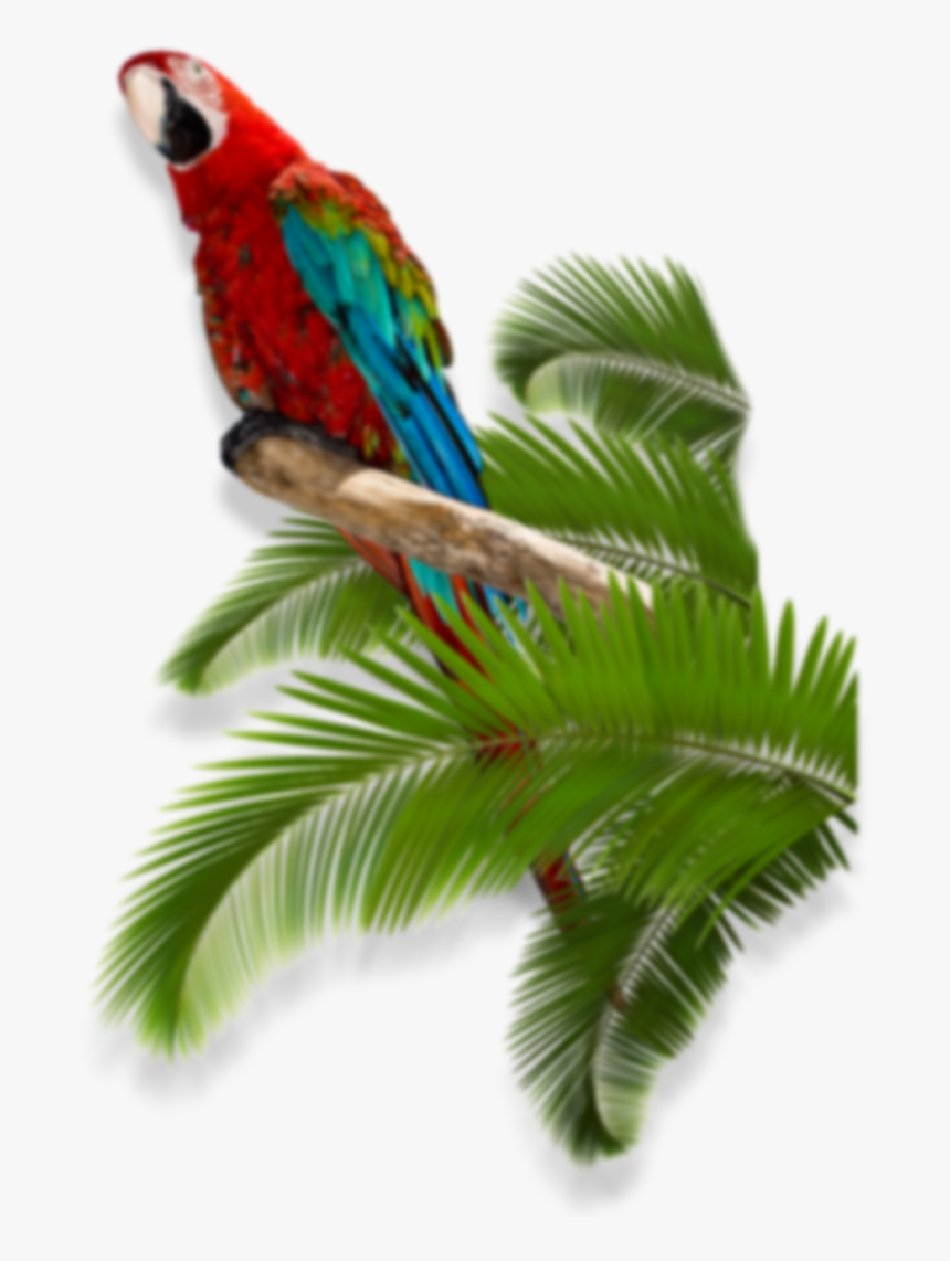 Macaw , Png Download - Macaw, Transparent Png , Transparent Png Image ...