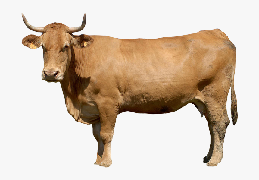 Boi Em Png, Transparent Png , Transparent Png Image - PNGitem