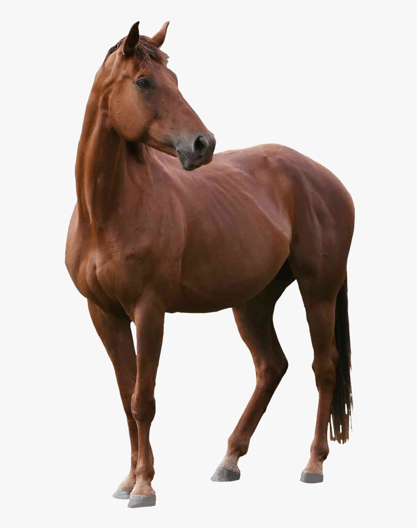 Image - Real Brown Horse Png, Transparent Png , Transparent Png Image ...