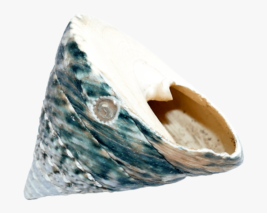 Seashell - Portable Network Graphics, HD Png Download , Transparent Png ...