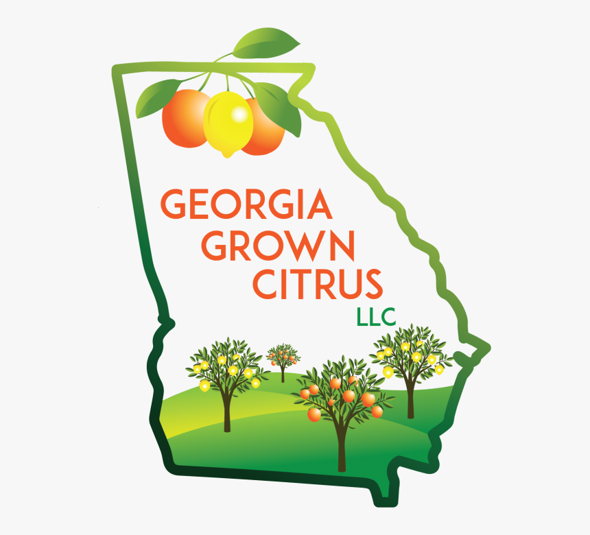 Georgia Citrus, HD Png Download , Transparent Png Image - PNGitem