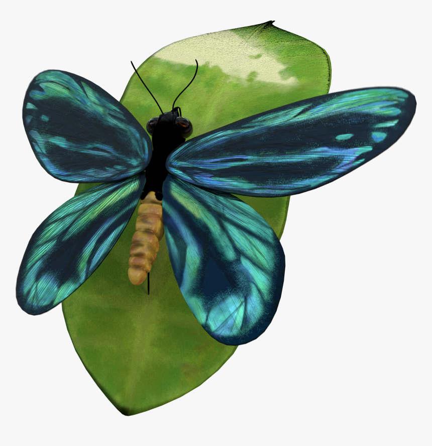 Full Wings - Lycaenid, HD Png Download , Transparent Png Image - PNGitem