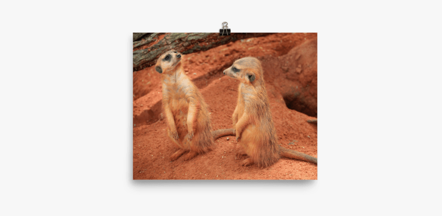 Meerkat, HD Png Download , Transparent Png Image - PNGitem