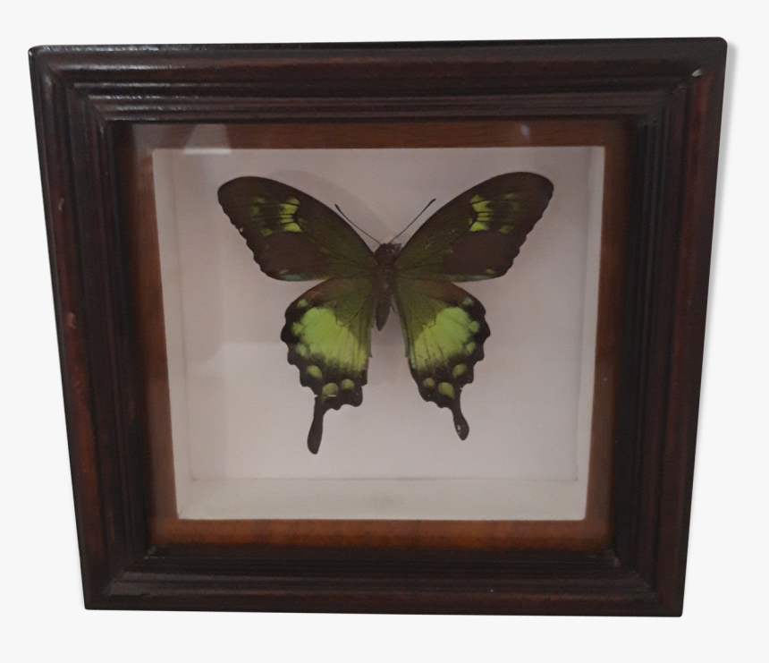 Green Butterfly Frame Src Https - Papilio, HD Png Download ...