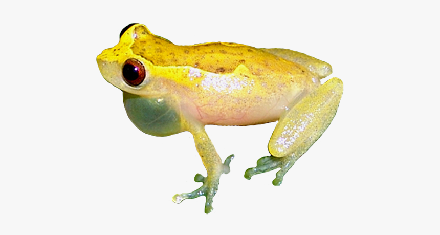 Brazilian Coastal Tree Frog Picture - Brazilian Tree Frog, HD Png ...