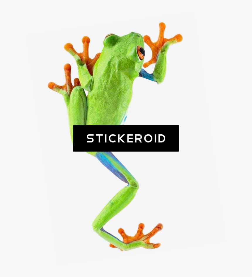 Red Eyed Tree Frog Transparent , Png Download - Rainforest Green Tree ...