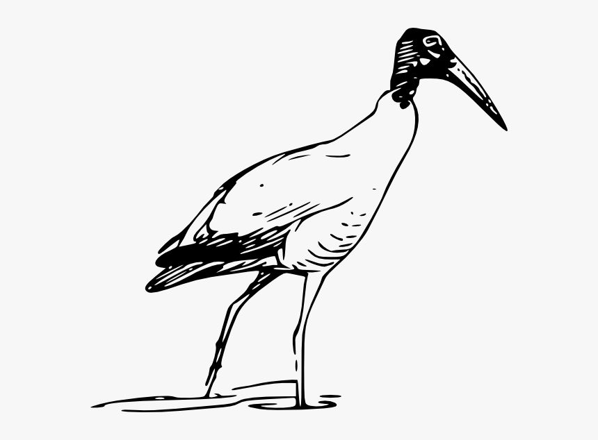 Ibis Clip Art, HD Png Download , Transparent Png Image - PNGitem