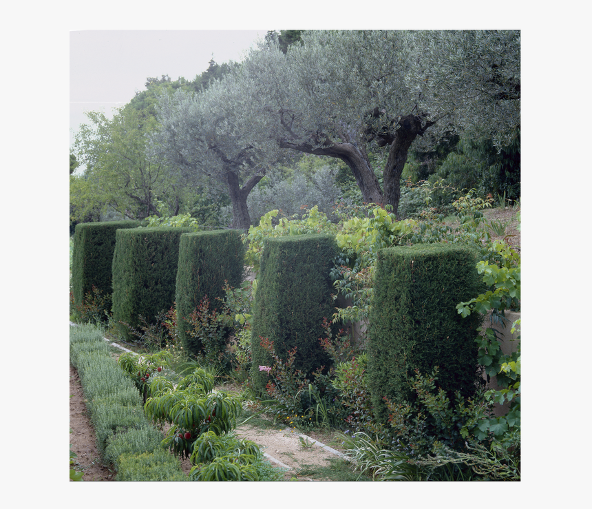 Shrubs Top View Png, Transparent Png , Transparent Png Image - PNGitem