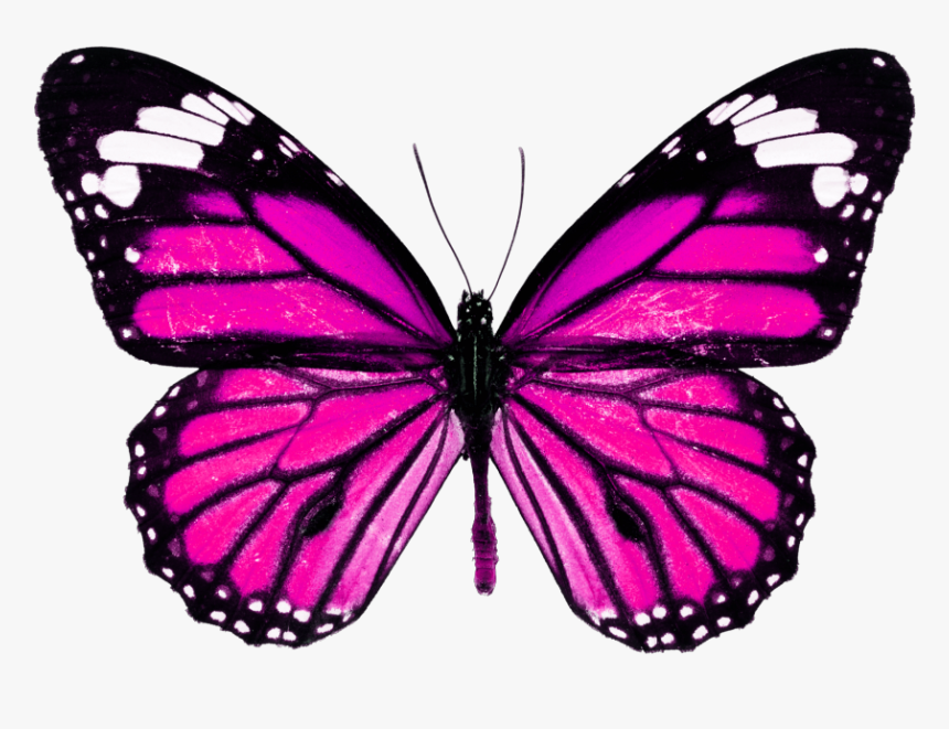 High Resolution Butterflies