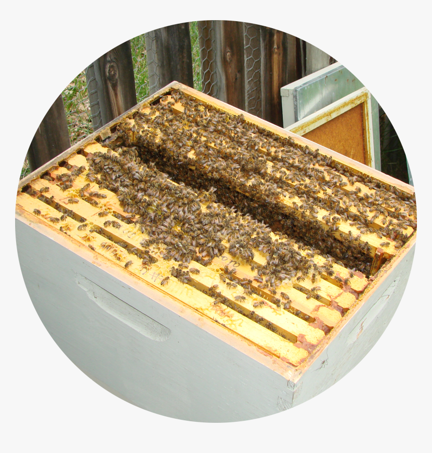 Bee Hives, HD Png Download , Transparent Png Image - PNGitem